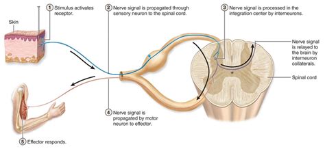 The Role Of Interneurons In Fine Tuning Neural Pathways Very Big Brain