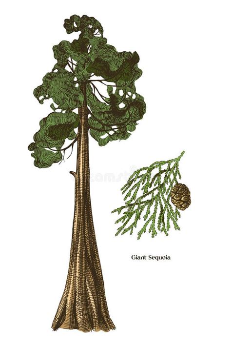 Sequoia Tree Stock Illustrations Sequoia Tree Stock Illustrations Vectors Clipart