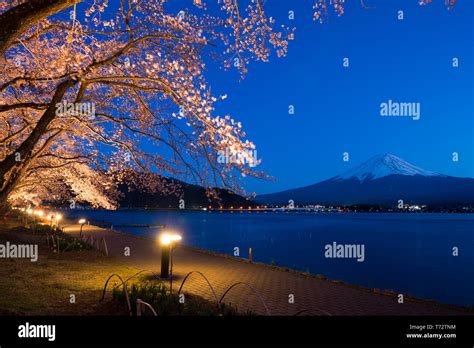 Night View Of Cherry Blossoms And Mt Fuji From Lake Kawaguchi Yamanashi Prefecture Japan