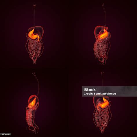 3d 렌더링 인간의 소화 시스템 위장 3차원 형태에 대한 스톡 사진 및 기타 이미지 3차원 형태 결장 경련 Istock