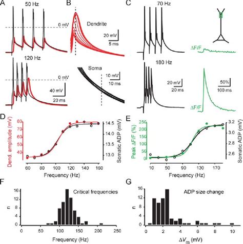 Apical Dendrite Semantic Scholar