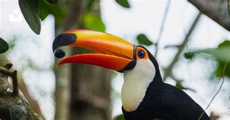 나뭇가지에 앉아 있는 형형색색의 큰부리새 사진 Unsplash의 무료 큰부리새자리 이미지