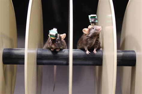 Bioengineering Of The Future Optogenetics Sq Online