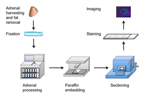 Isolation Fixation And Immunofluorescence Imaging Of 55 Off