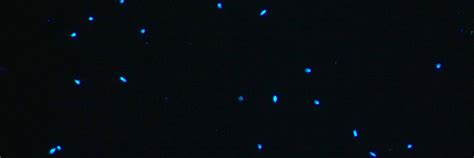 Zeiss Microscopy For Forensics