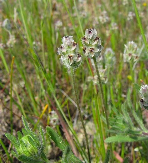 Dot Seed Plantain Abbotts Lagoon Wildflowers · Inaturalist