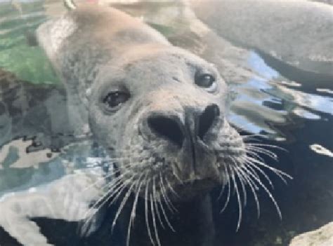 Figure From Whisker Sensor Geometry Semantic Scholar