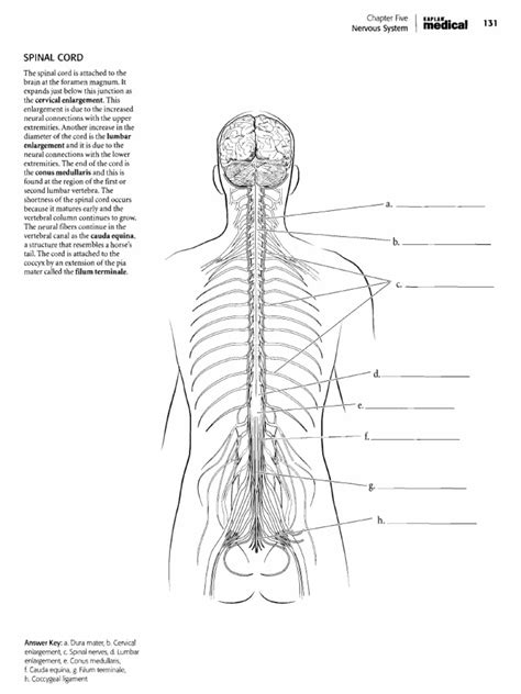 10 Peripheral Nervous System Coloring Book Download Free Pdf