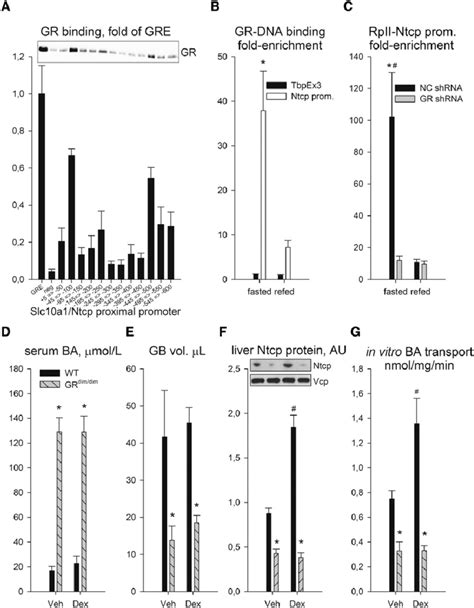 The Dna Binding Function Of The Gr Is Essential For Its Effects On Download Scientific Diagram