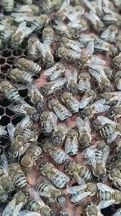 დედოფალი Youtube