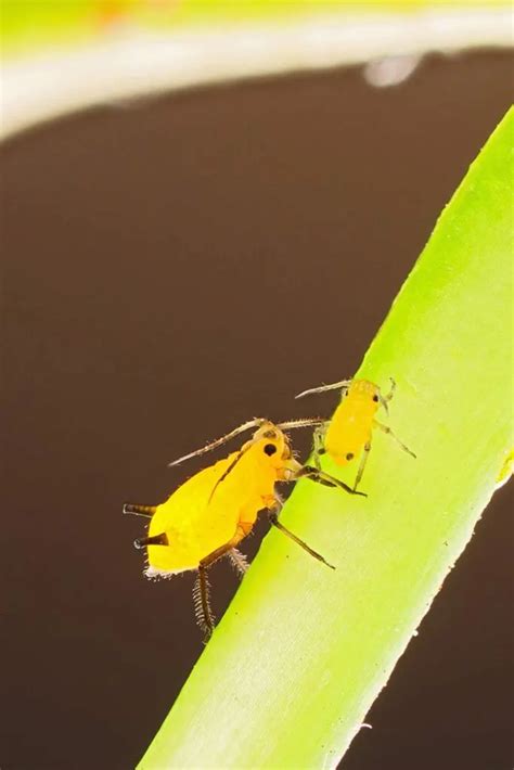 How To Get Rid Of Aphids On Indoor Plants Goodbye Pests