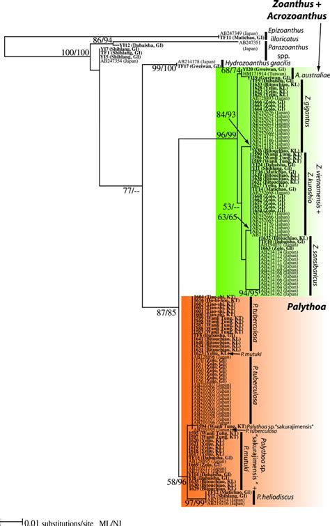 Maximum Likelihood Ml Trees Of Mitochondrial Cytochrome Oxidase