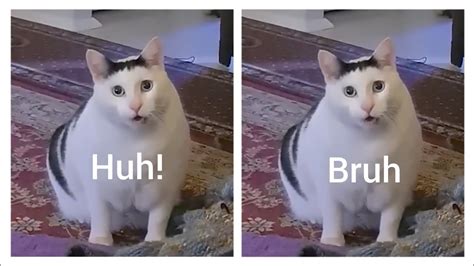 Huh Vs Bruh Cat Which Is Good Youtube