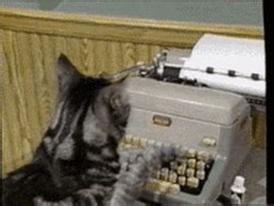 Cat Typing S Download And Share