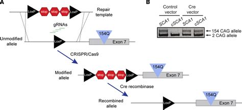 Generation Of A Conditional Sca1 Mouse Model A Construct Design Download Scientific Diagram