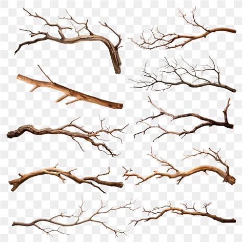 Sketch Tree PNG Images Free Photos PNG Stickers Wallpapers Backgrounds Rawpixel