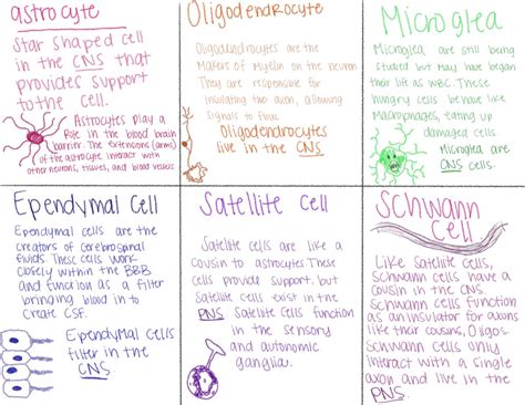 Best 13 What Are Glial Cells And What Do They Do Artofit