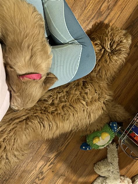 Yesteryear Acres Doodle Days The Growing Tails Of Ruby Lou