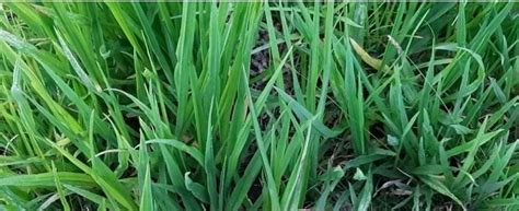 Pasto Micay Pasturas Tropicales Semillas De Pastos Para Ganado