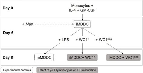 Dendritic Cell Maturation Assays Immature Monocyte Derived Dendritic Download Scientific