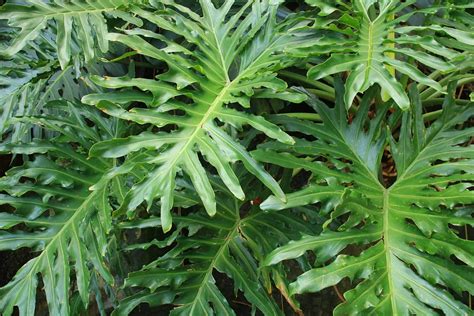 Philodendron Baumfreund Pflege Sortenwahl Und Vermehrung Vivanno