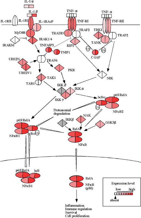figure 2 from microarray analysis detection of signaling pathway responsive to il 1β in synovial