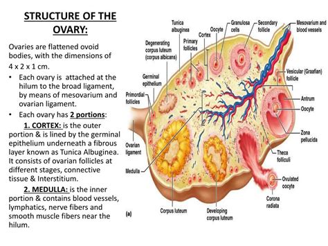 PPT FEMALE REPRODUCTIVE SYSTEM PowerPoint Presentation Free Download ID