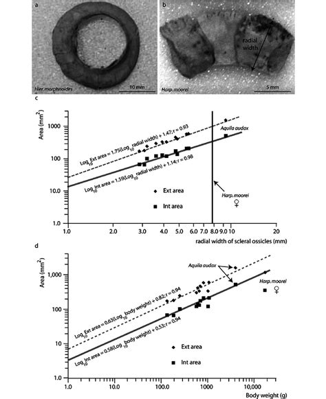 Photographs Of A Scleral Ring Of The Little Eagle Mnz S27773 A