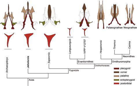 Comparisons Of Postorbital And Palatal Complex In Aves Taxa Without
