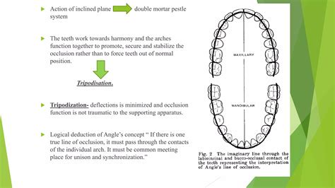 Normal Occlusion Pptx