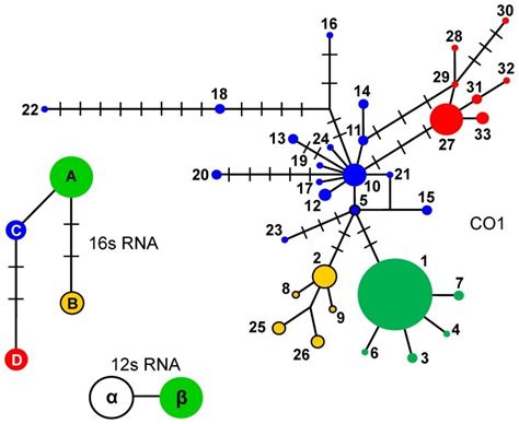In Each Network Circles Represent Either Coi Haplotypes Coded With Download Scientific