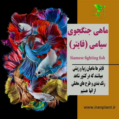 ایران پلنت جنس نر این ماهی بسیار جنگجو است ولی همه