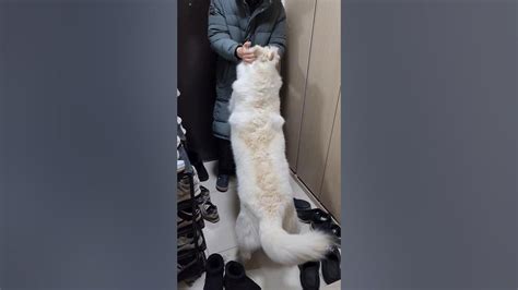 오늘 저녁 산책당번은 힘헚는 셋짜오빠가당첨 ㅎ 대형견 화이트스위스세퍼드 견주일상 Youtube