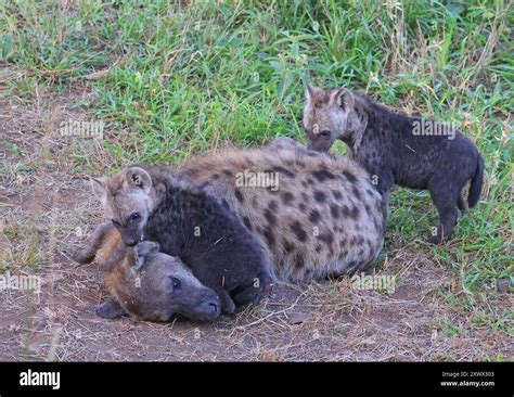 South Africa Kruger National Park Spotted Hyena Crocuta Crocuta