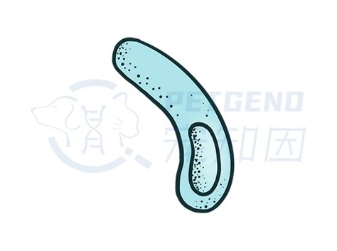 猫咪腹泻的N种可能四隐孢子虫详解 知乎