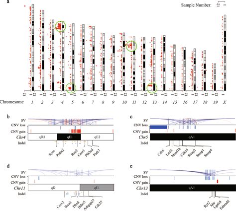 Variant Distribution Across Different Chromosomes A Distribution Of Sv Download Scientific