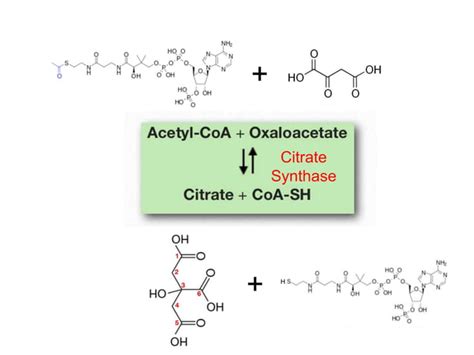 Tca Cycle Citric Acid Cycle Krebs Cycle Ppt