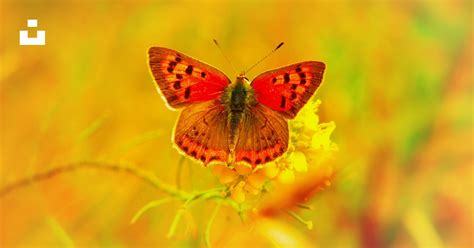 노란 꽃잎이 달린 꽃에 앉은 빨간색과 검은색 나비 사진 Unsplash의 무료 나비 이미지