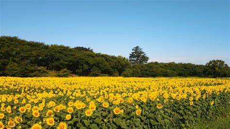 権現堂のひまわり 遠足気分