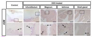 In Situ Hybridization Analyses Of A2m Mrna In Oviducts Of Des Treated