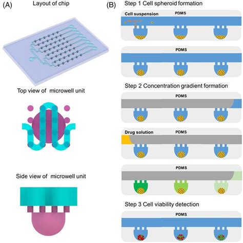 Schematic Diagram Of Microfluidic Concentration Gradient Chip And Download Scientific Diagram