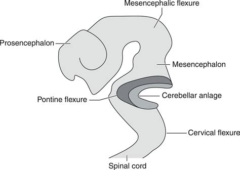 Normal And Abnormal Development Of The Posterior Fossa Structures Clinical Tree