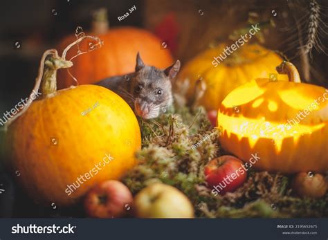 Pretty Giant Gambian Pouched Rat On Stock Photo Shutterstock