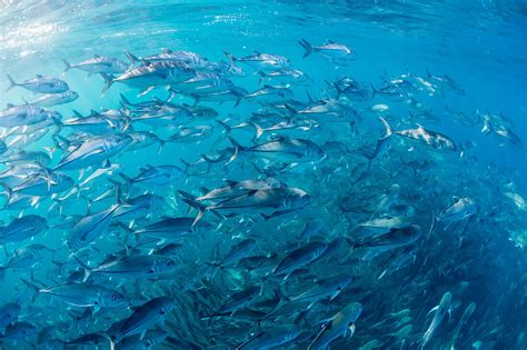 A Large Babe Of Bigeye Trevally License Image 71122675 Lookphotos