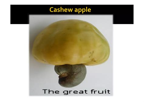 Map Of Cashew Growing Areas In Nigeria By Sotonye Anga Pdf