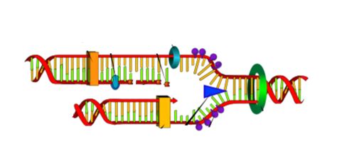 Dna Replication Diagram Quizlet Dna Replication Diagram Quizlet