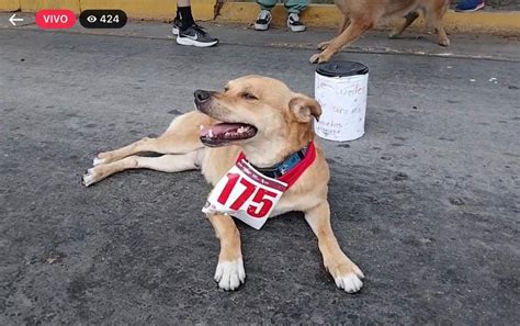 Quién Es Chicles El Perro Que Corre Maratones Para Ayudar A Su Familia