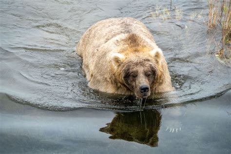 Living On Earth Fat Bear Week And The Salmon Behind It All