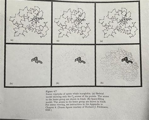 Examine The Three Dimensional Structure Of Myoglobin