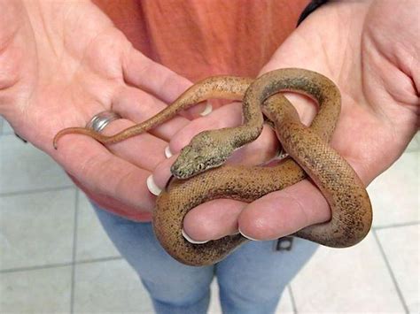 Savu Python Care Sheet Reptiles Cove